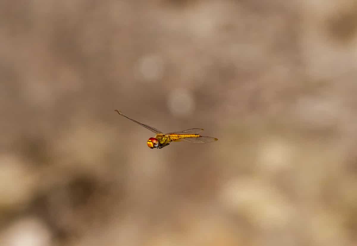 Photographing the Dragonfly in Flight • NJ Wight