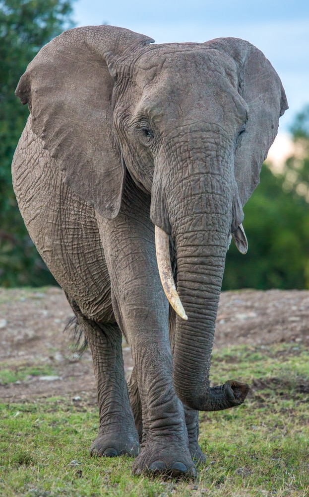 Elephants • NJ Wight