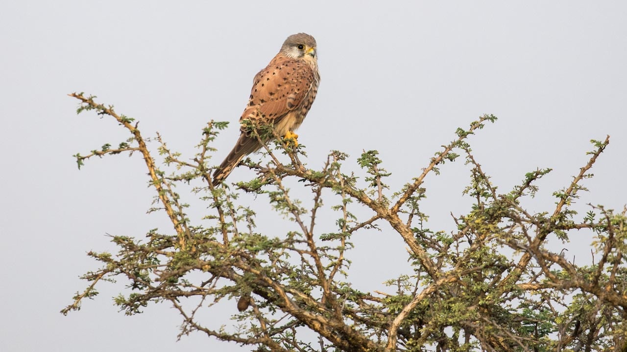 African Birds • NJ Wight