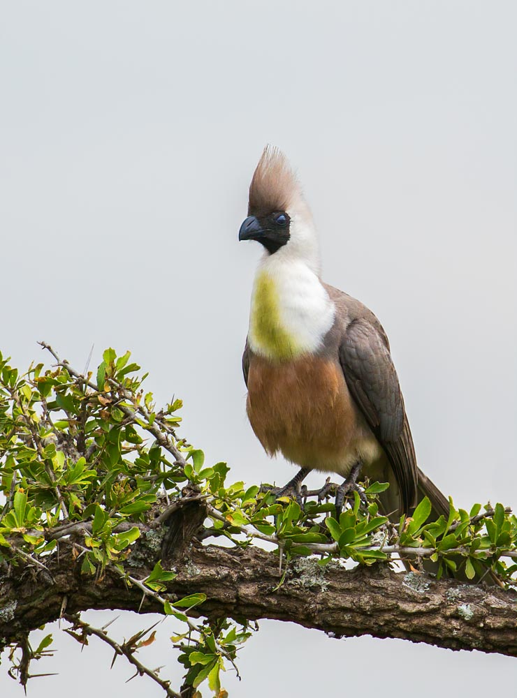 African Birds • NJ Wight