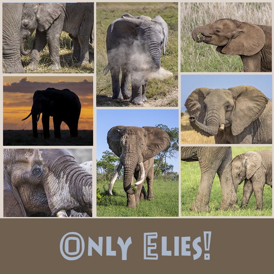 Only Elephants Wild! Cards (New photos!) • Original photo postcards ...