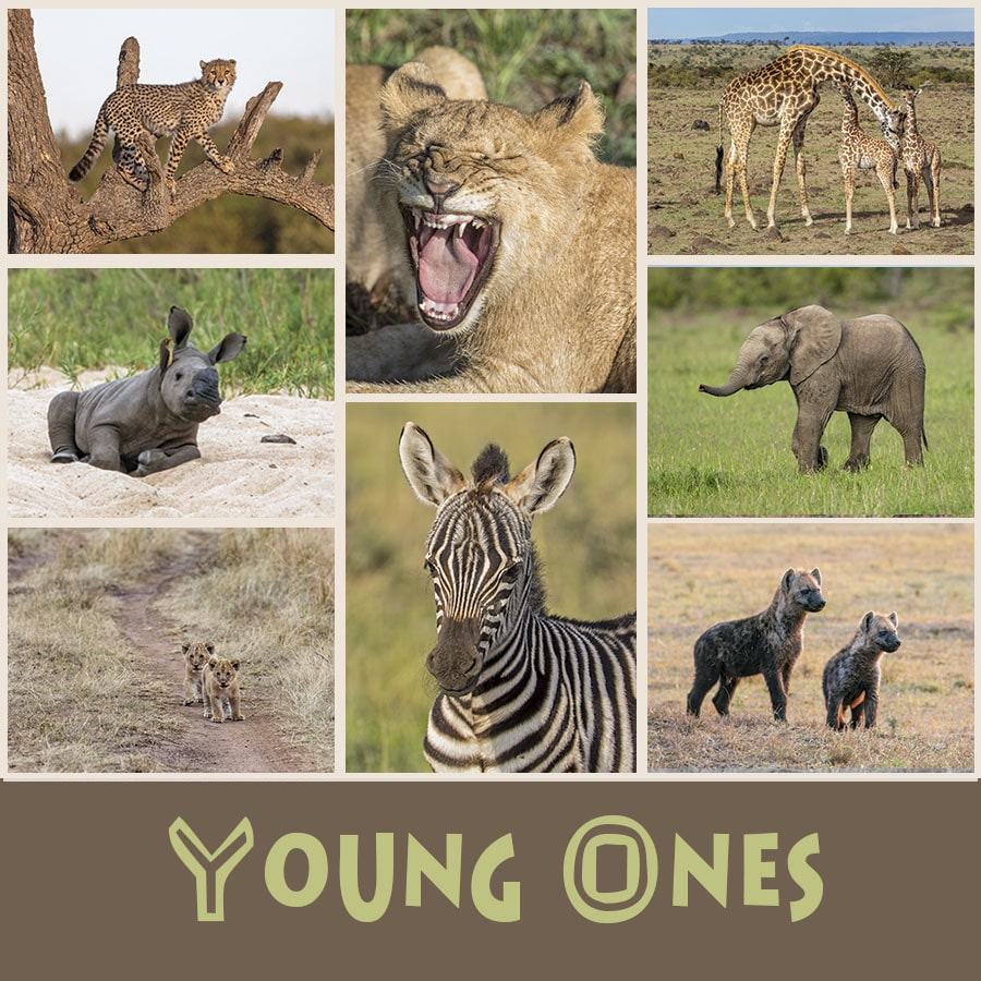 Shop • Wild! Cards and more • NJ Wight
