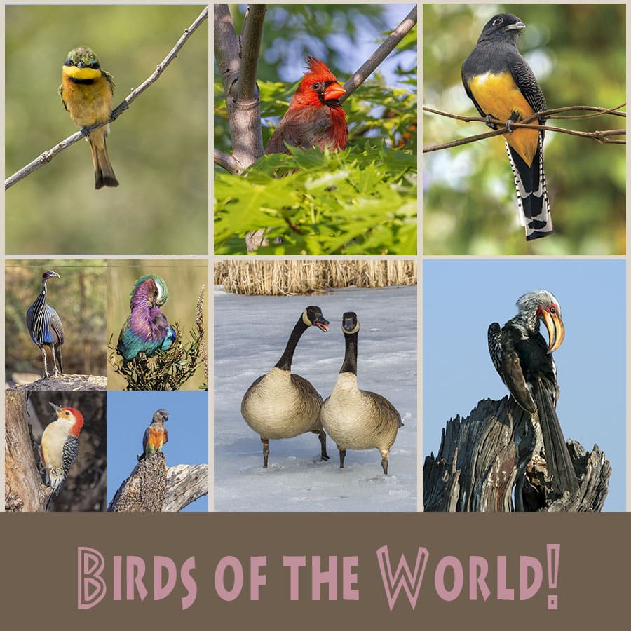 Birds of the World Wild! Cards • NJ Wight